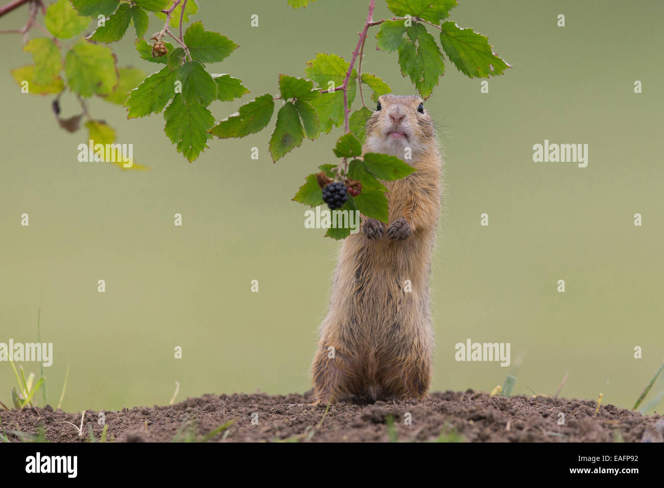 European Ground Squirrel European Suslik European Souslik Citellus ...