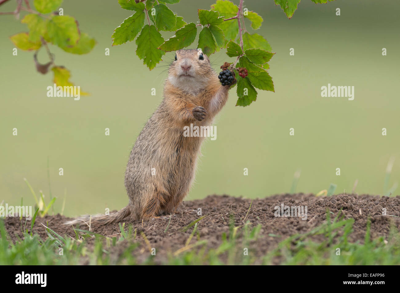 European Ground Squirrel European Suslik European Souslik Citellus ...