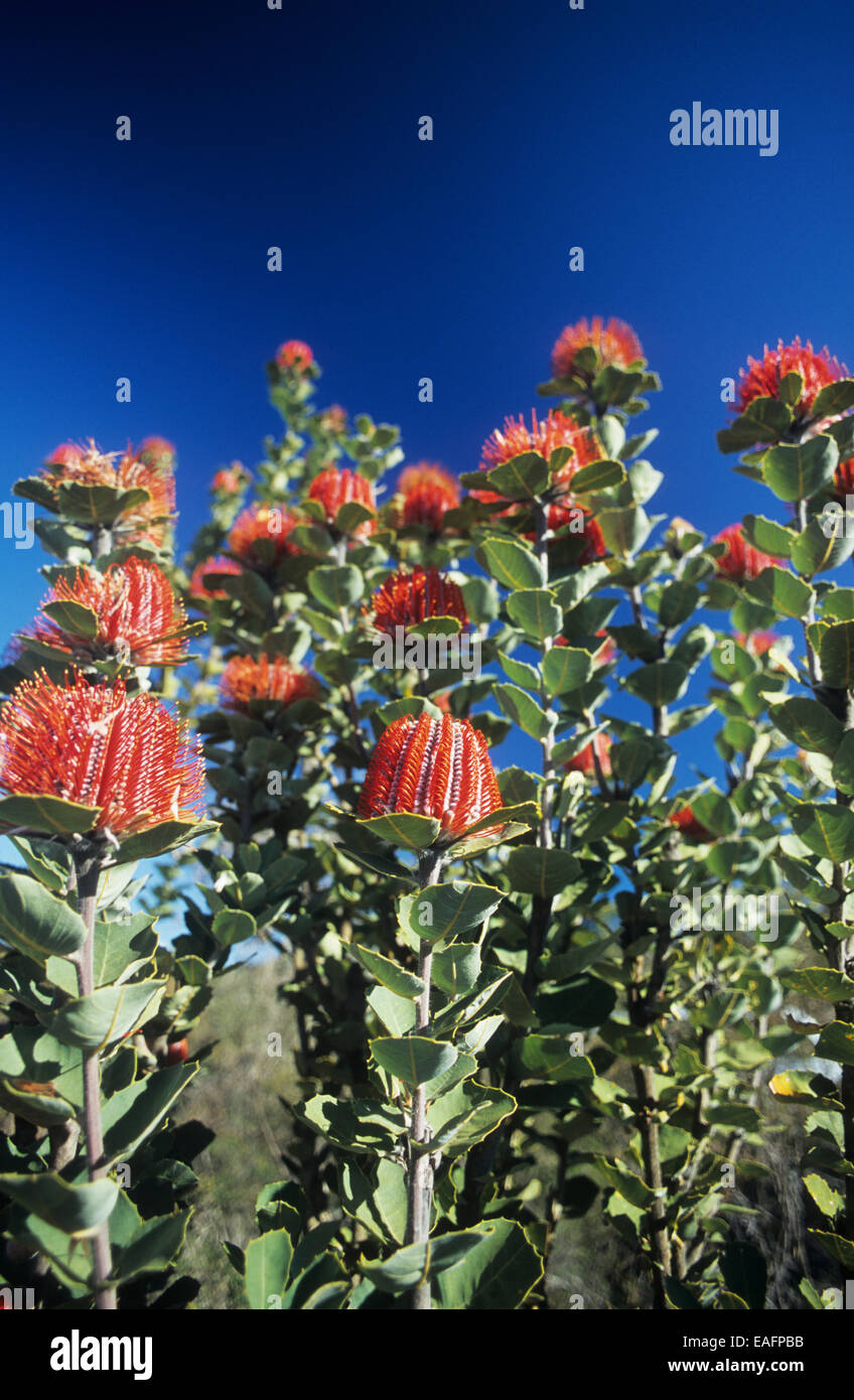 Australia, WA, Sterling ranges National Park, Scarlet Banksia grow in ...