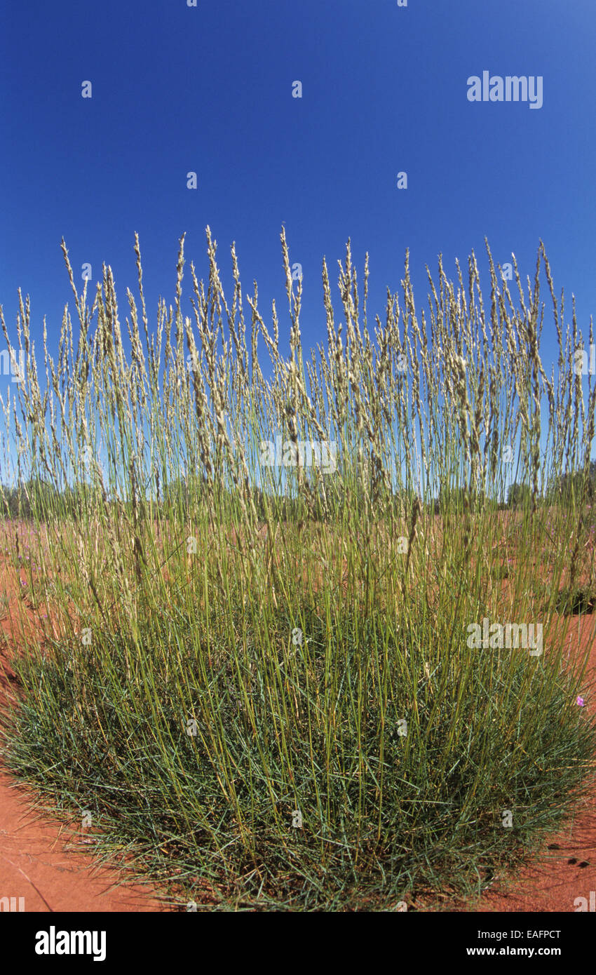 Triodia grass hi-res stock photography and images - Alamy