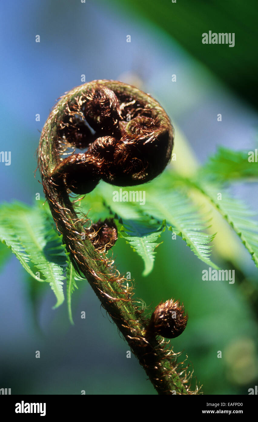 Australia, native plants/flowers, soft tree fern, (Dicksonia antarctica ...
