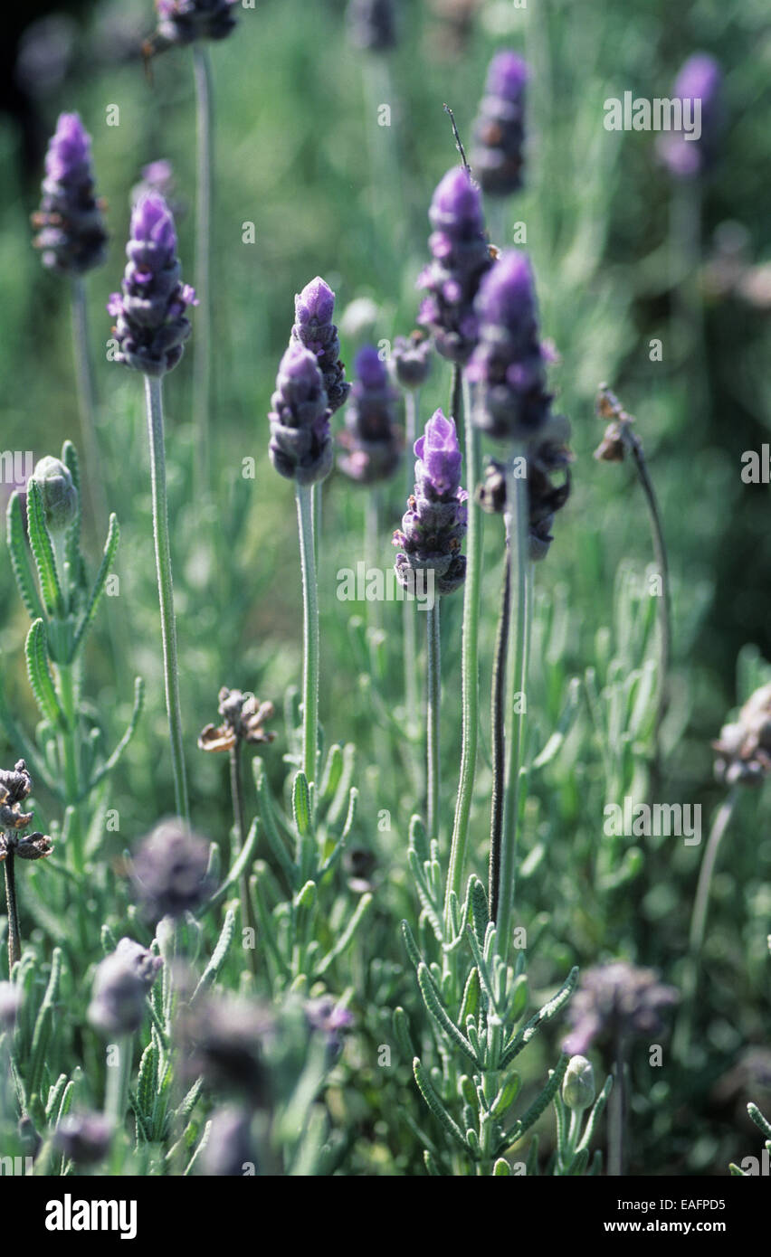 Flora, French lavender, grown widely in Tasmania, Australia Stock Photo ...