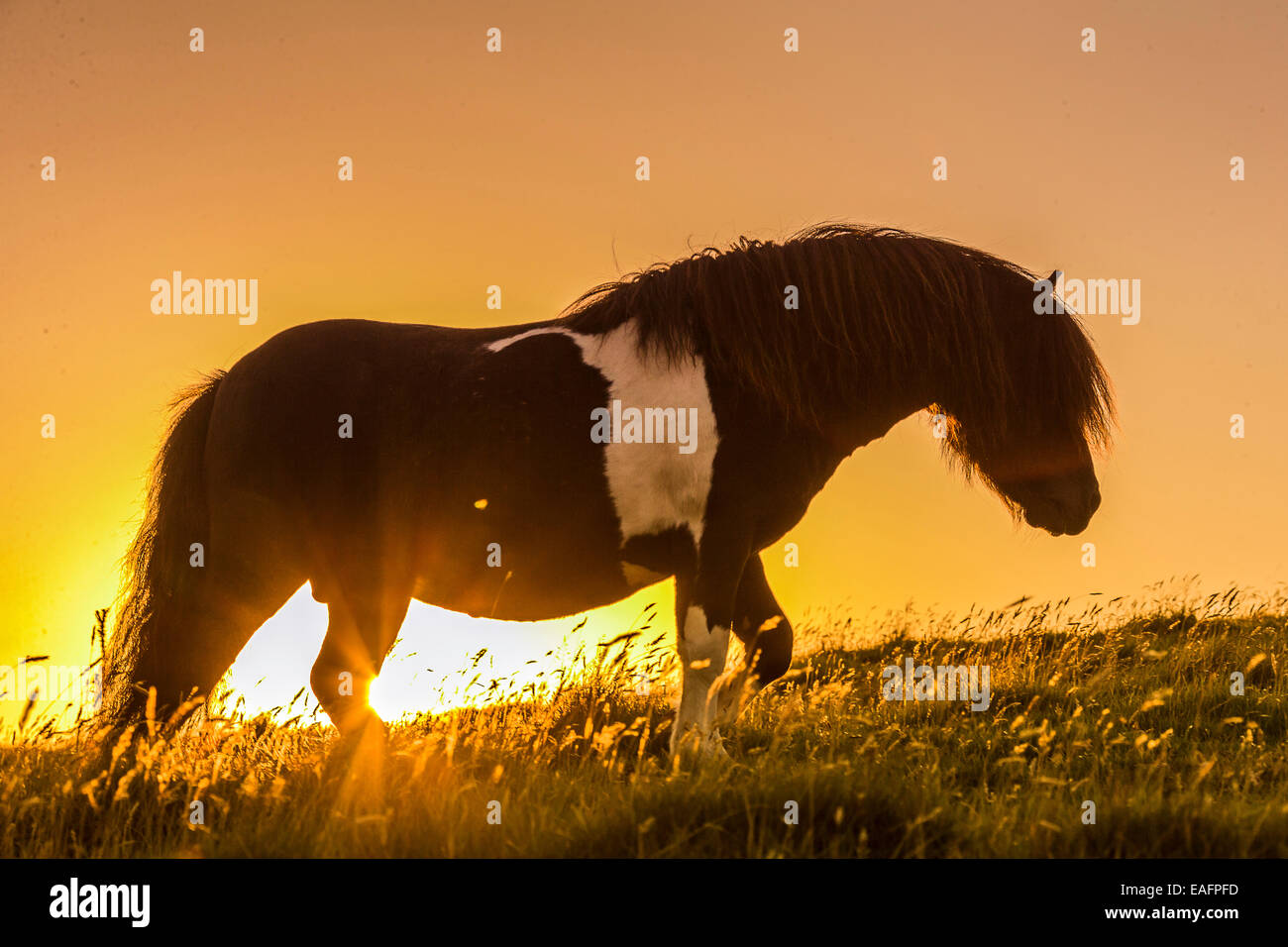Shetland Pony Walking stallion silhouetted against the setting sun Unst ...