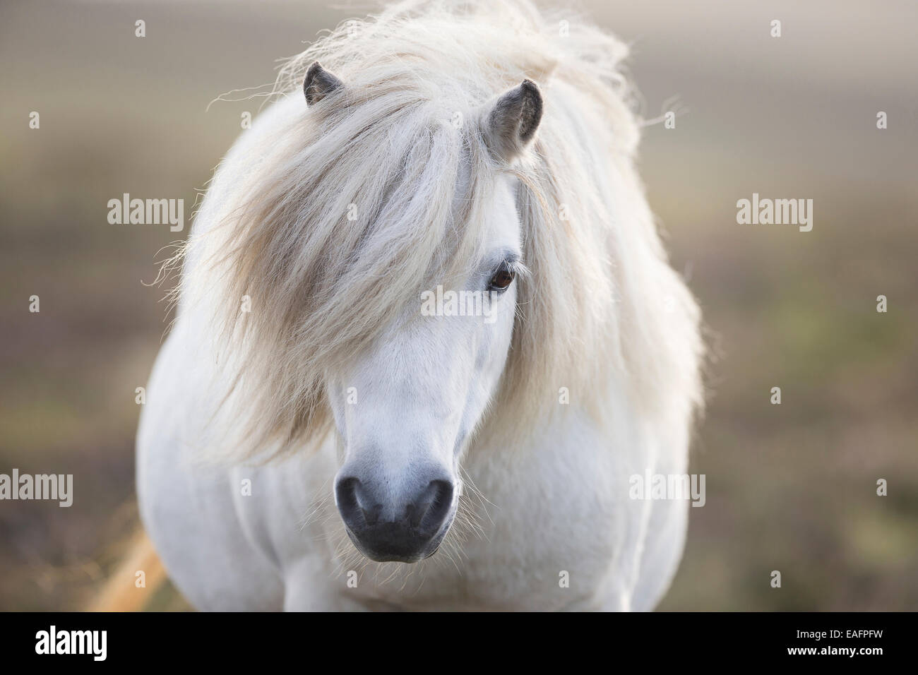Shetland Pony Portrait of gray mare Shetlands Unst Stock Photo - Alamy