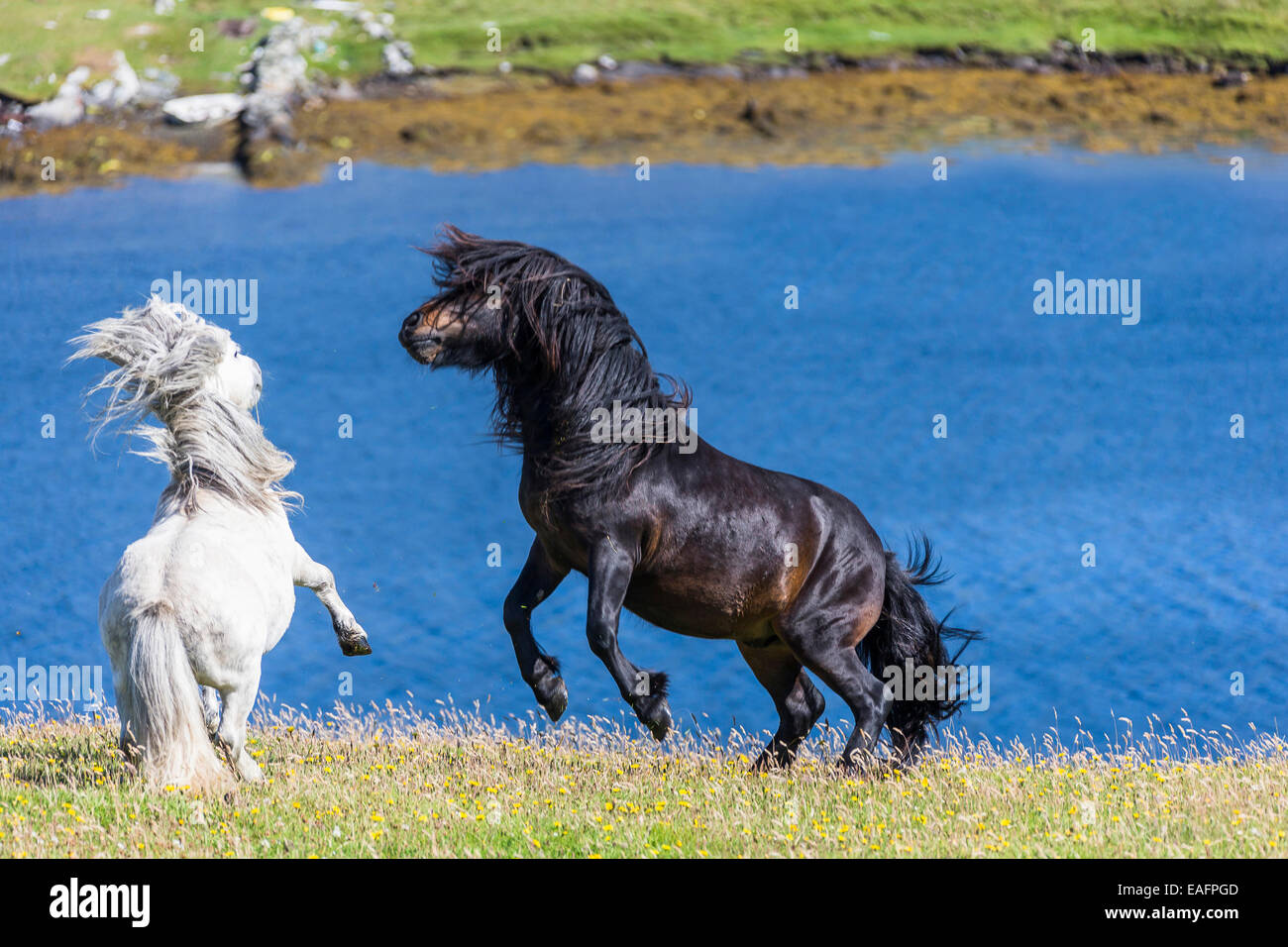 Shetland pony horse rearing hi-res stock photography and images - Alamy
