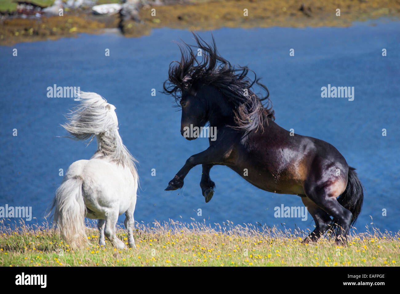 Shetland pony horse rearing hi-res stock photography and images - Alamy