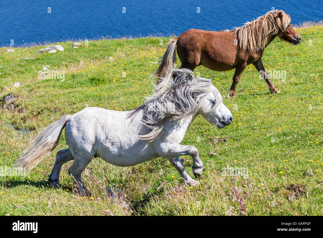 Shetland Pony Two young stallions trotting pasture above the sea ...