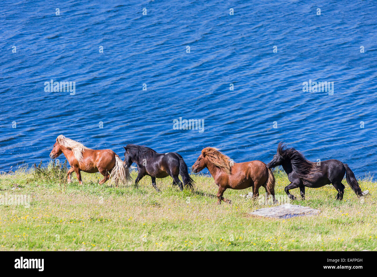 Shetland pony chestnut stallion trotting hi-res stock photography and ...