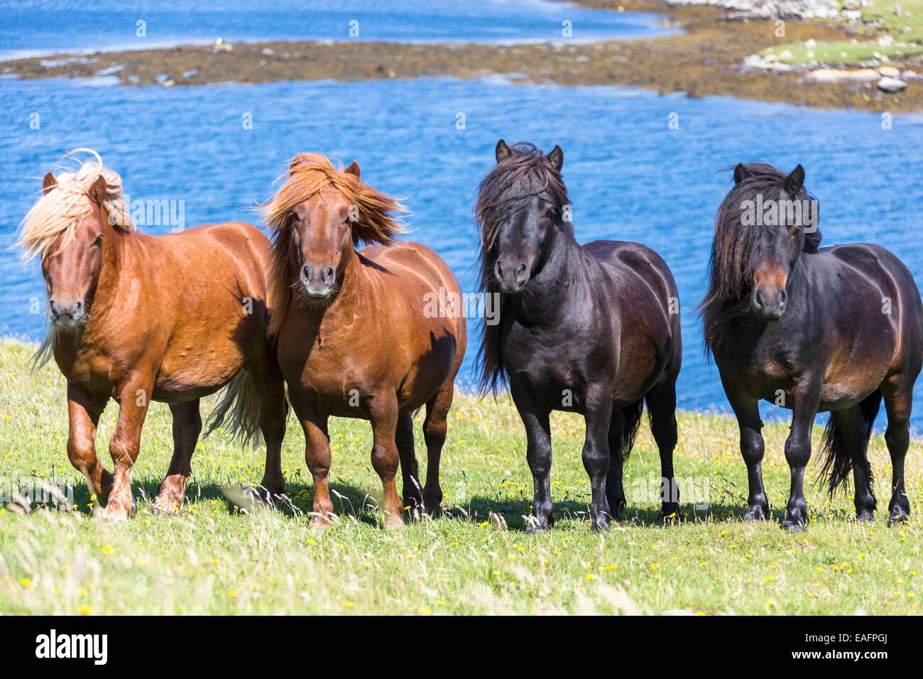 Shetland Pony Four stallions standing pasture above the sea Shetlands ...