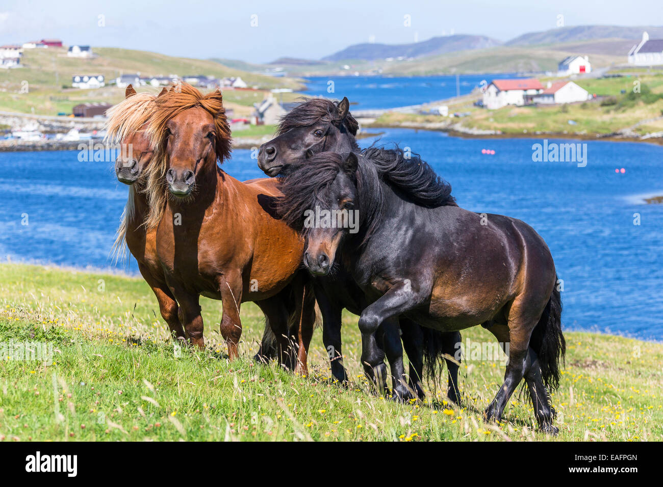 Shetland Pony Four stallions standing pasture above the sea Shetlands ...