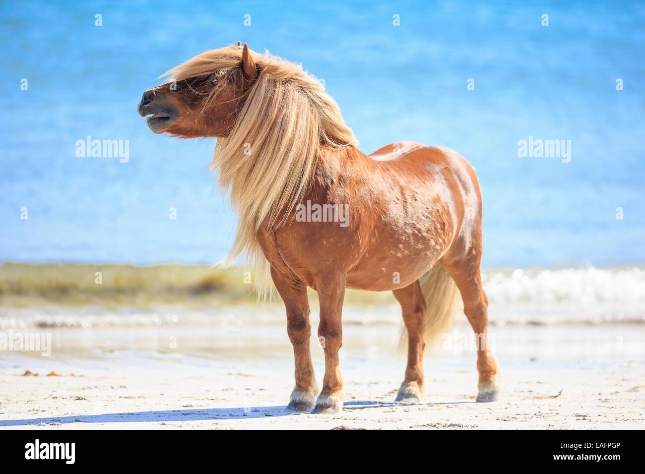 Shetland Pony Chestnut stallion standing beach while neighing Burra ...