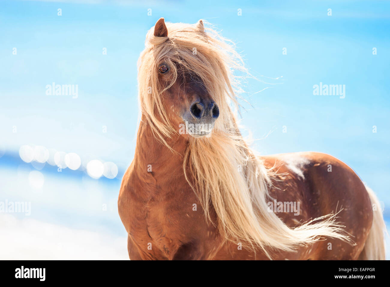Shetland Pony Chestnut stallion standing beach Burra Shetlands Stock ...