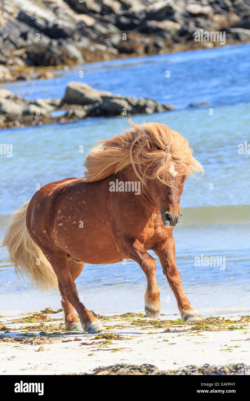 Shetland Pony Chestnut stallion galloping beach Burra Shetlands Stock ...