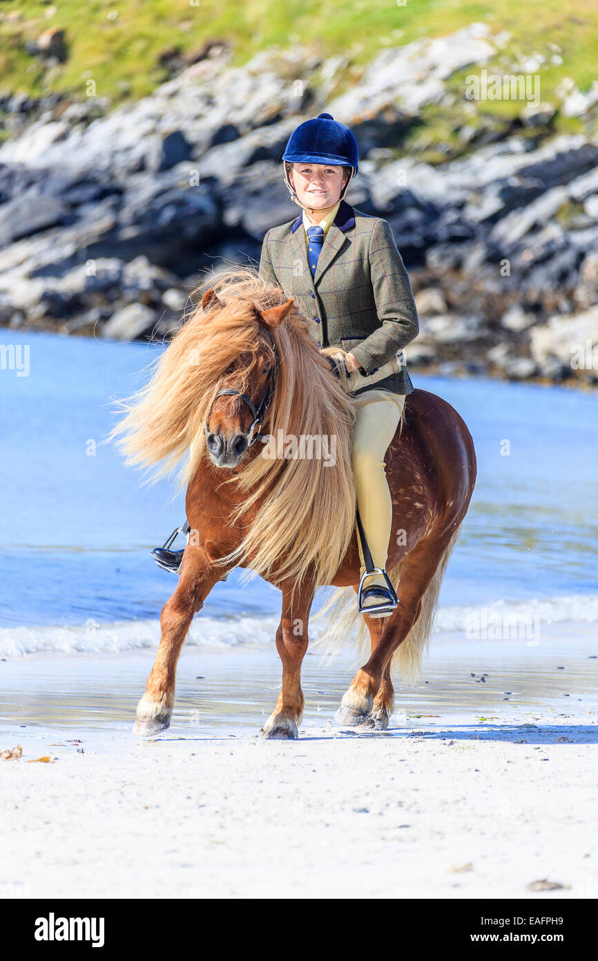 Shetland pony chestnut stallion beach hi-res stock photography and ...