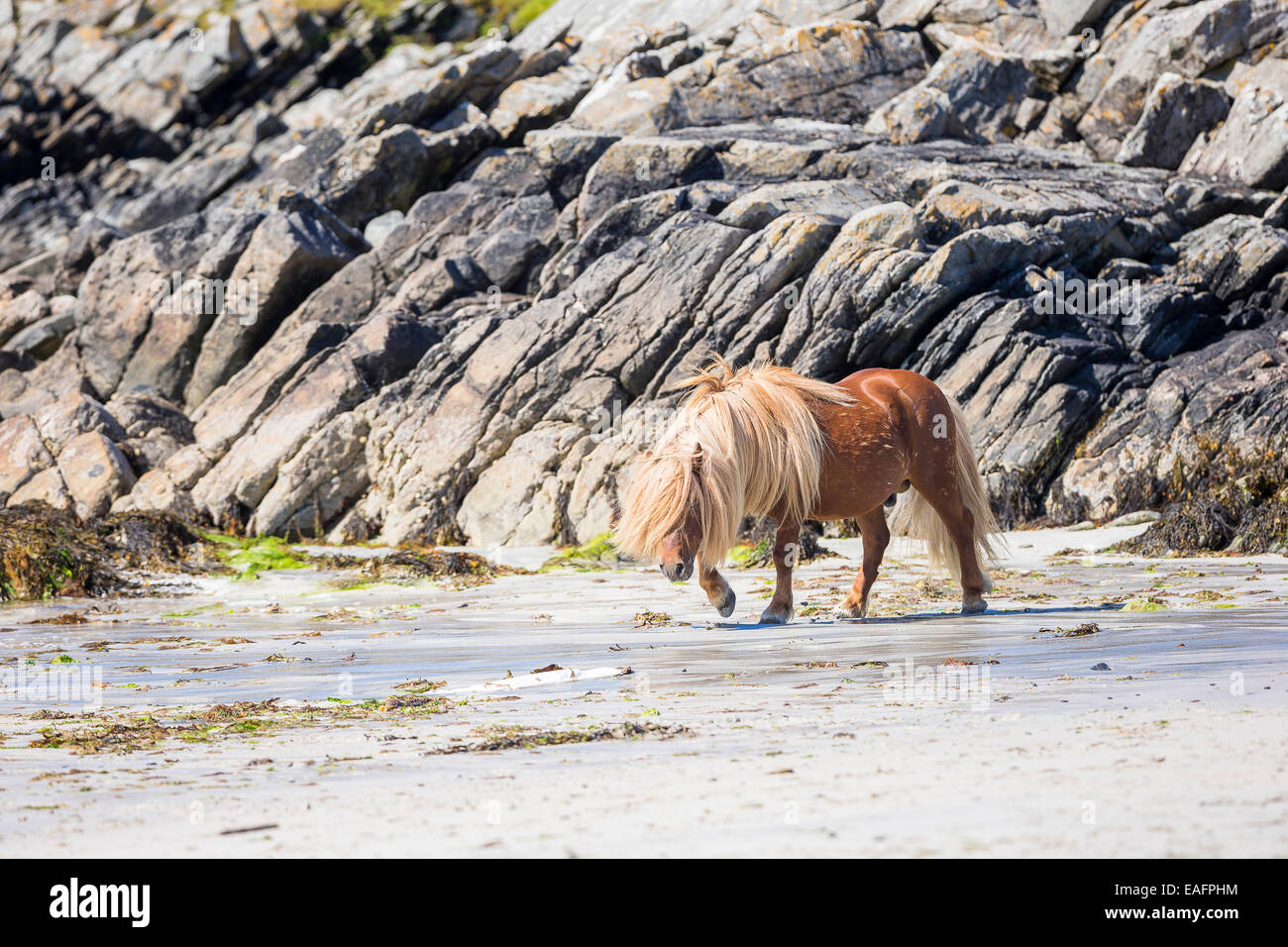 Shetland Pony Chestnut stallion walking beach Burra Shetlands Stock ...