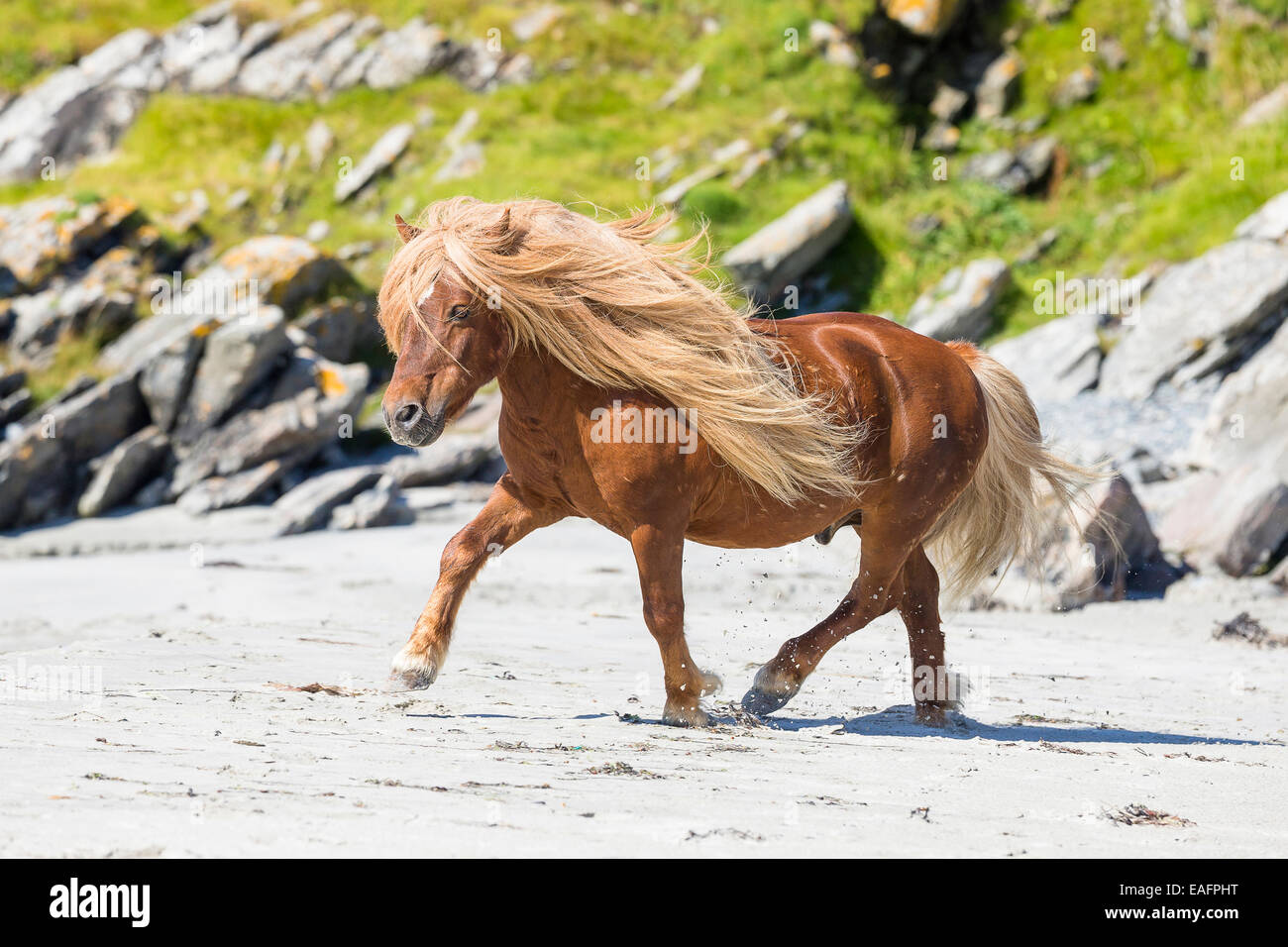 Shetland pony chestnut stallion trotting hi-res stock photography and ...