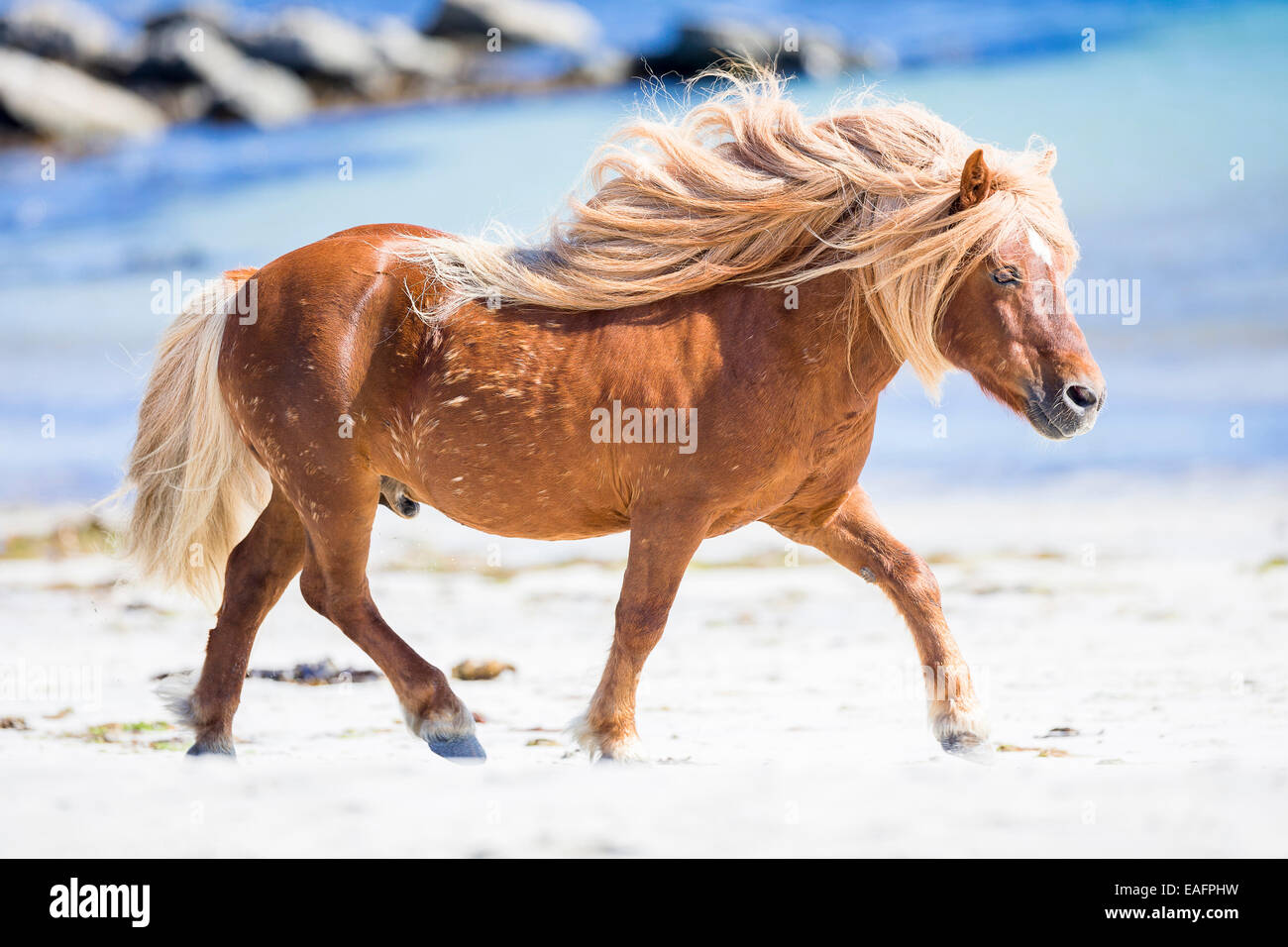 Shetland pony chestnut stallion trotting hi-res stock photography and ...