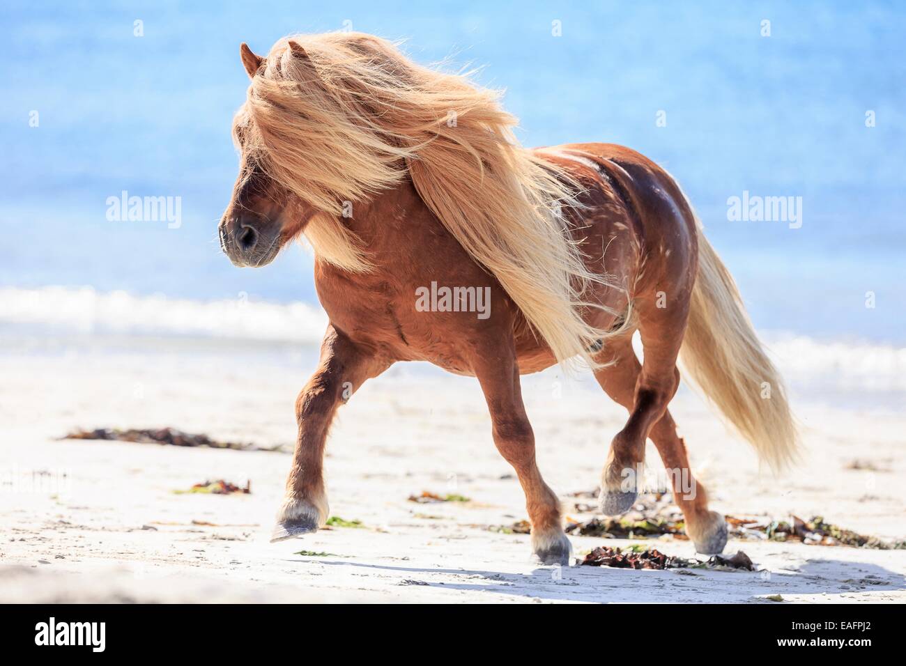 Shetland Pony Chestnut stallion trotting beach Burra Shetlands Stock ...