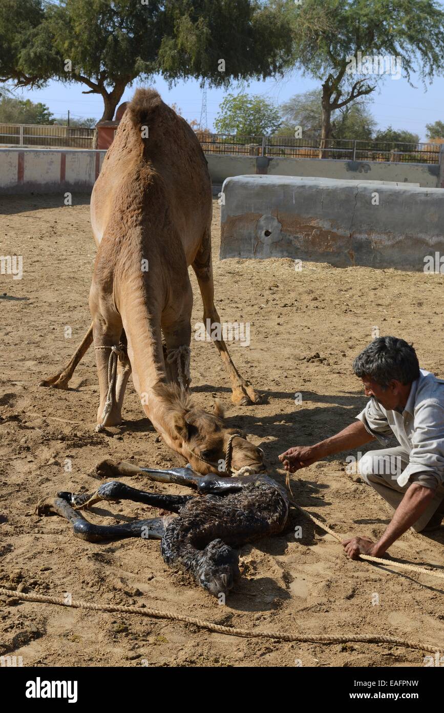 Birth of the baby hi-res stock photography and images - Alamy