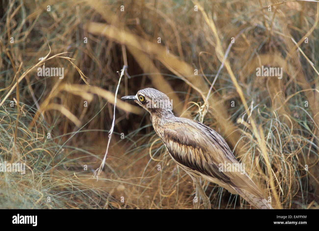 Australia, native birds, Bush stone Curlew, (Burhinus grallarius ...