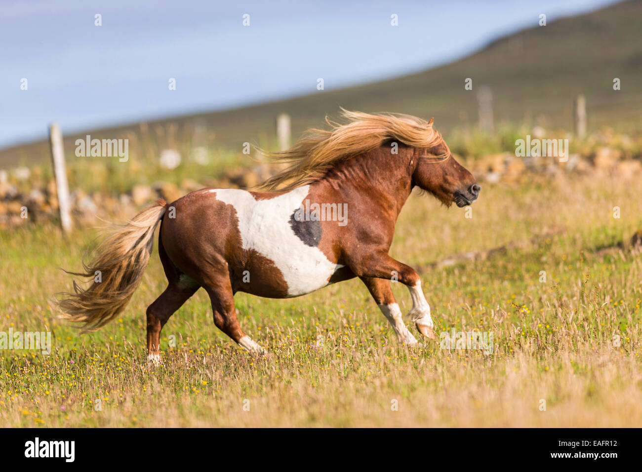 Shetland Pony Skewbald stallion galloping pasture Shetlands Unst Stock ...