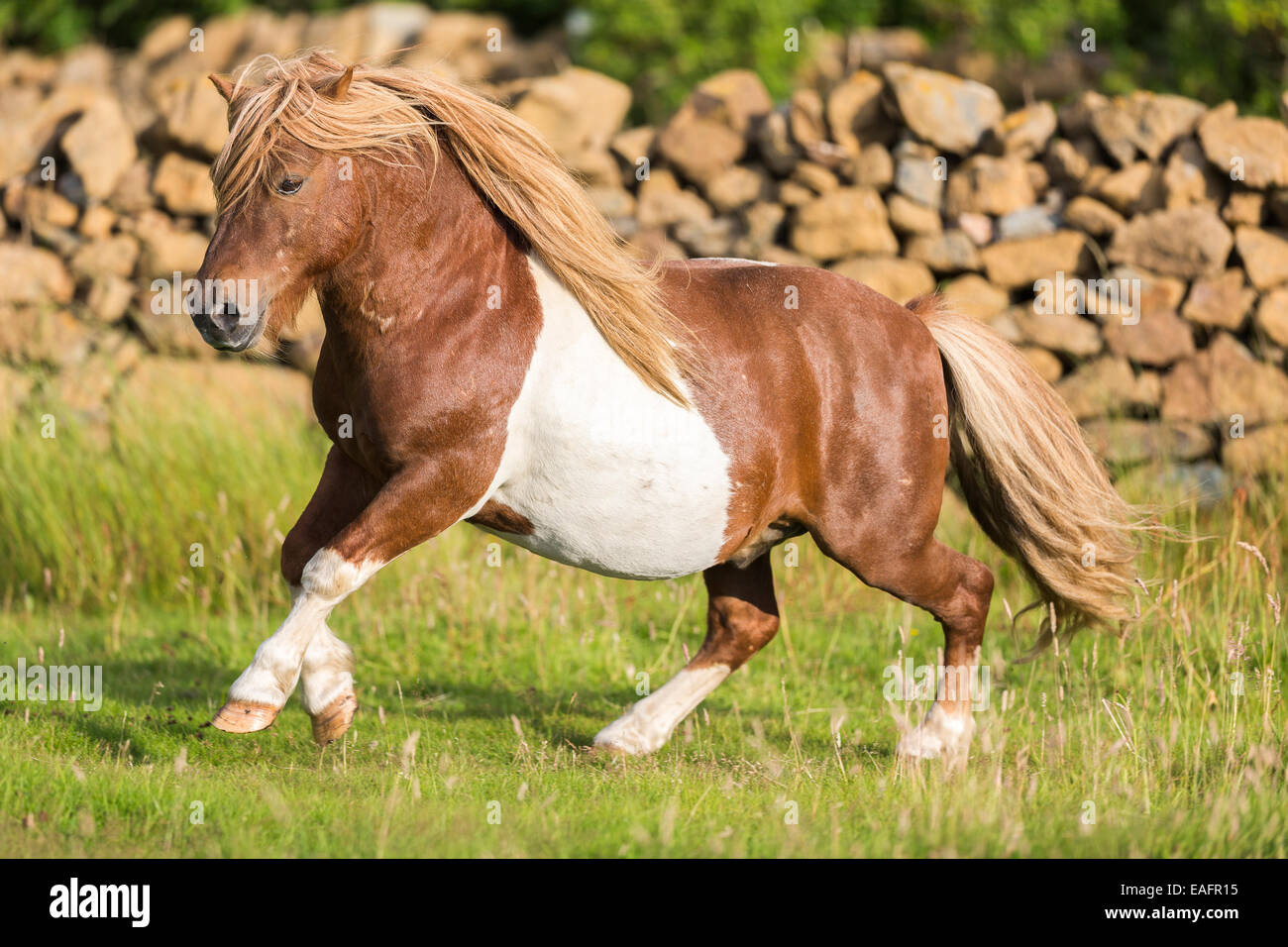 Shetland Pony Skewbald stallion galloping pasture Shetlands Unst Stock ...