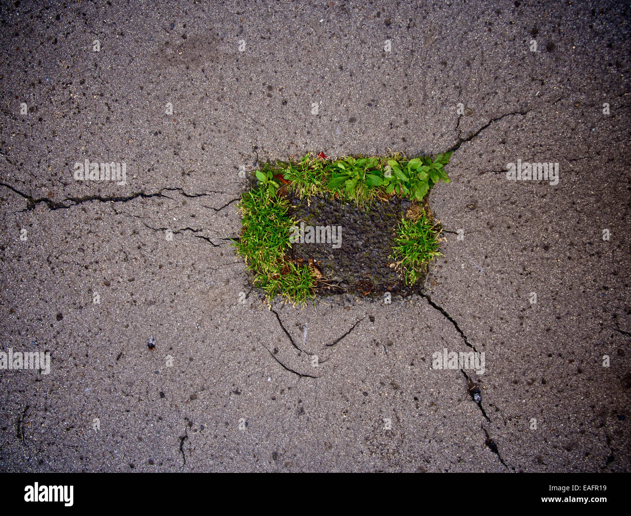 Plant raising up the tar Stock Photo - Alamy
