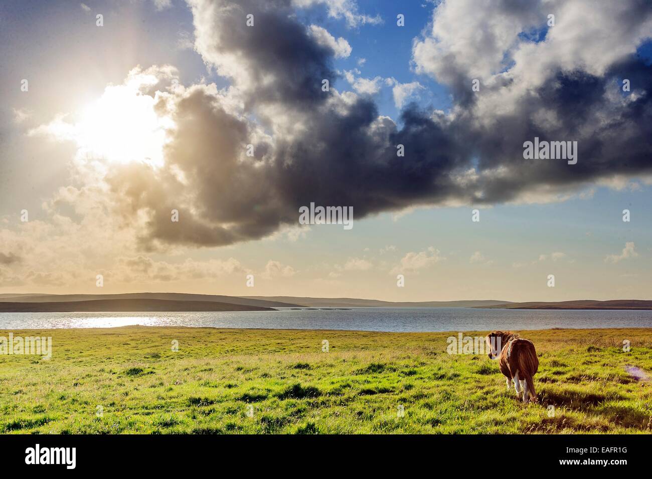 Shetland Pony Mare pasture looking out to the sea Fetlar Shetlands ...