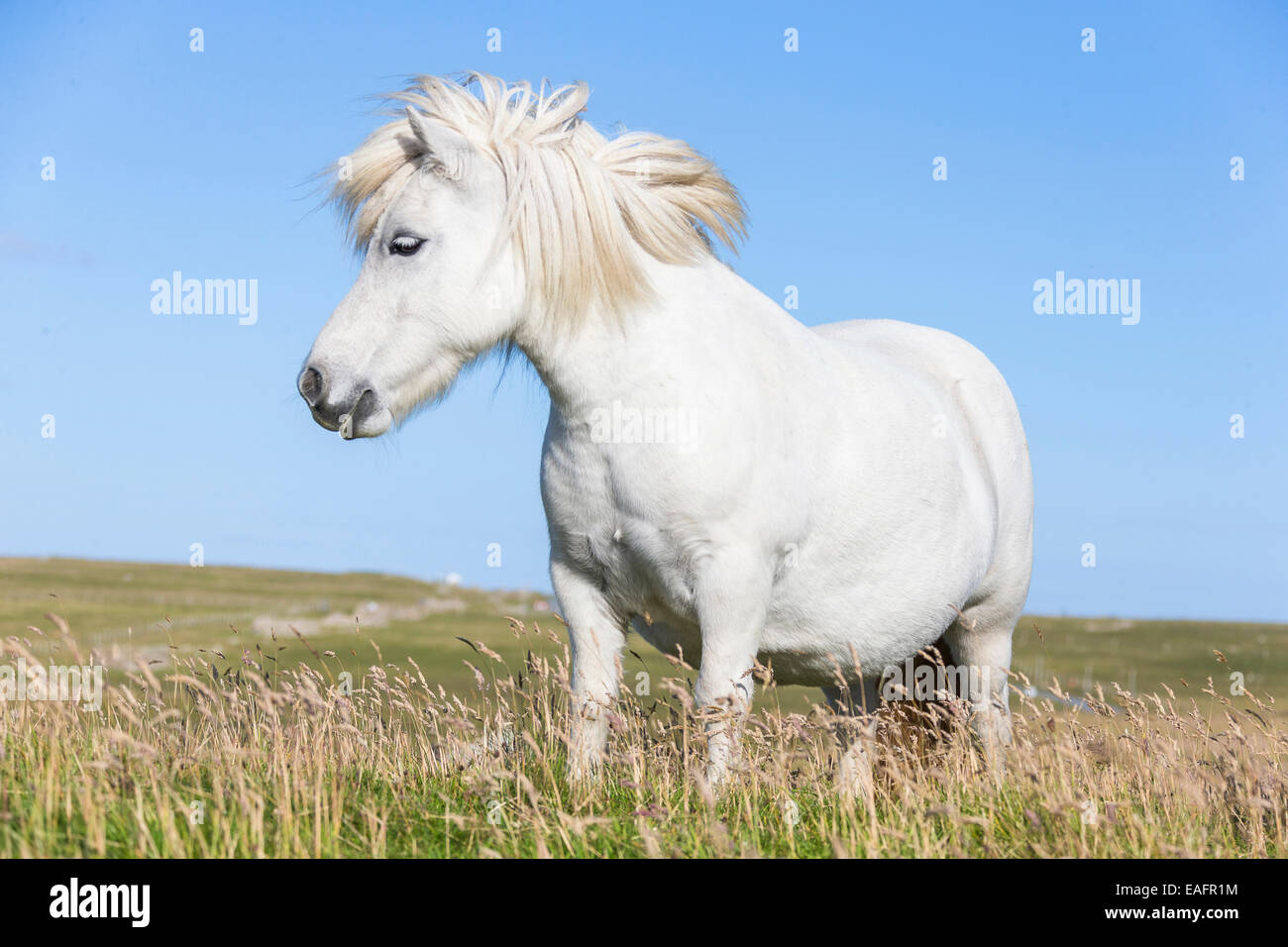 Shetland Pony Gray mare standing pasture Shetlands Fetlar Stock Photo ...