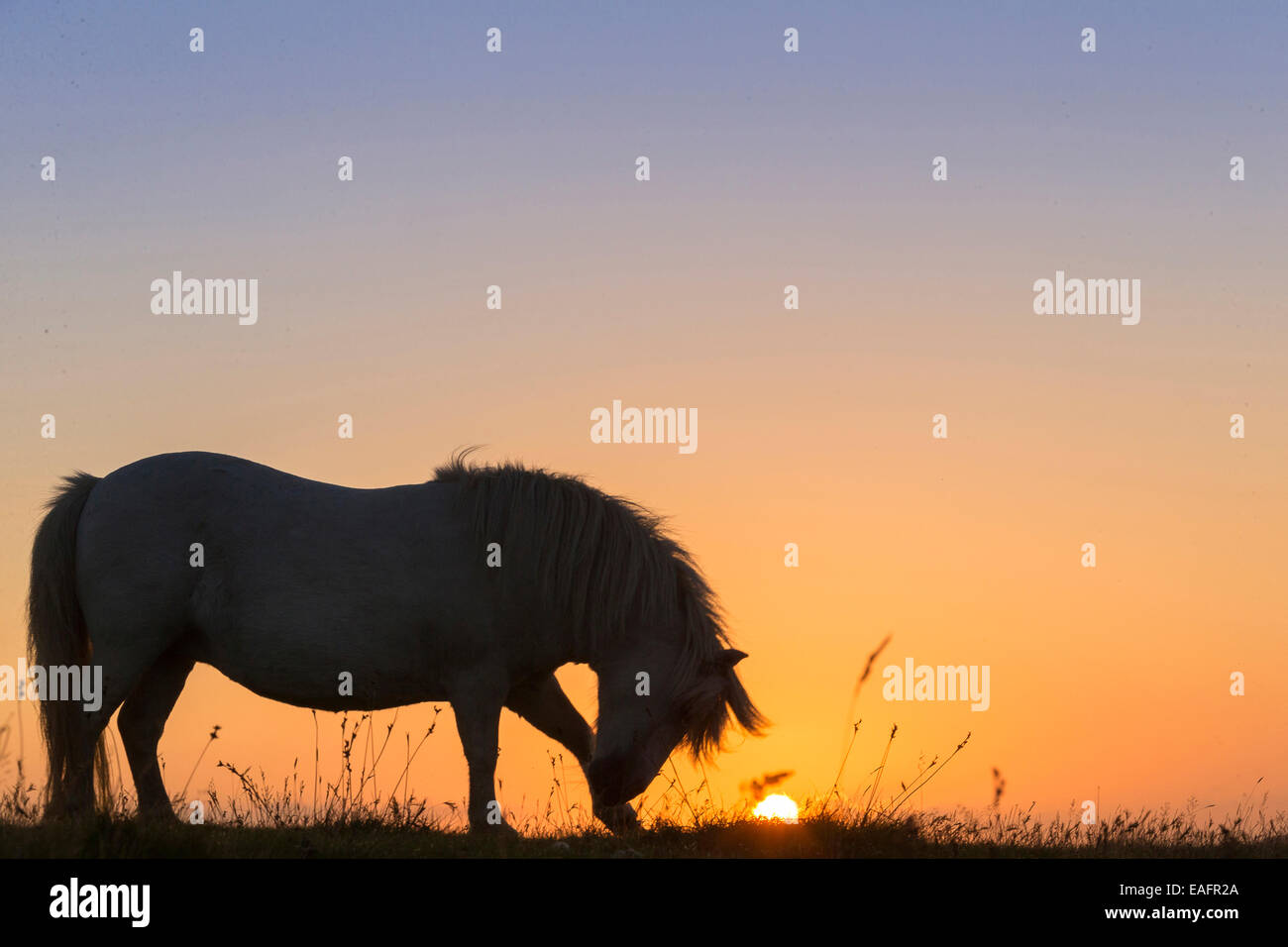 Shetland pony silhouette hi-res stock photography and images - Alamy
