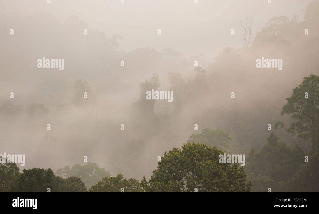 Early morning mist and tropical rainforest near Taman Negara National ...
