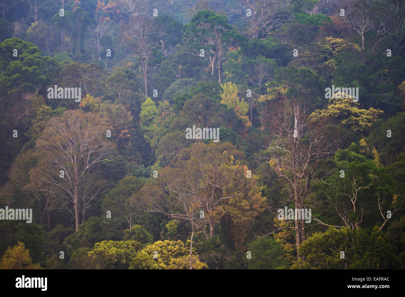 Colorful foliage on trees in pristine tropical rainforest in Taman ...