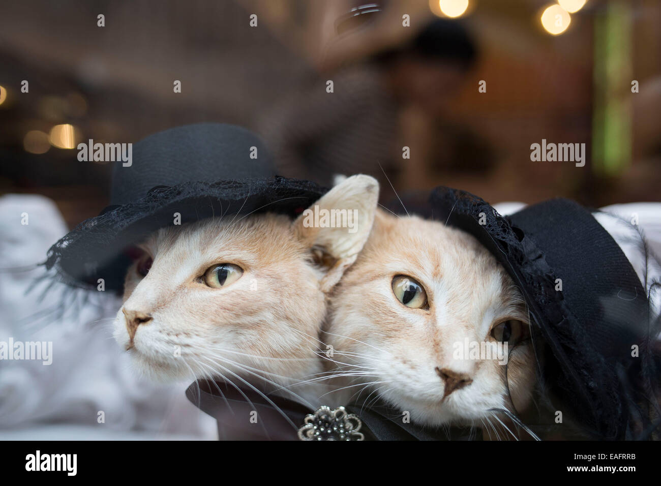 Two headed cat in a shop window of a shoe store in central London, UK ...