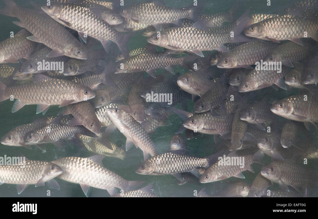 Kelah or Malaysian Red Mahseer (Tor tambroides) in a tank at a breeding ...