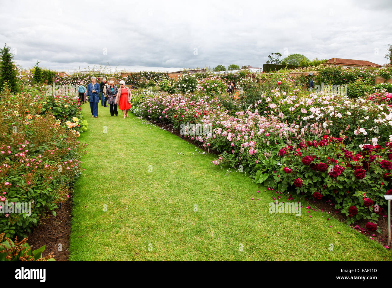 David Austin rose garden Albrighton Shropshire England UK Stock Photo ...