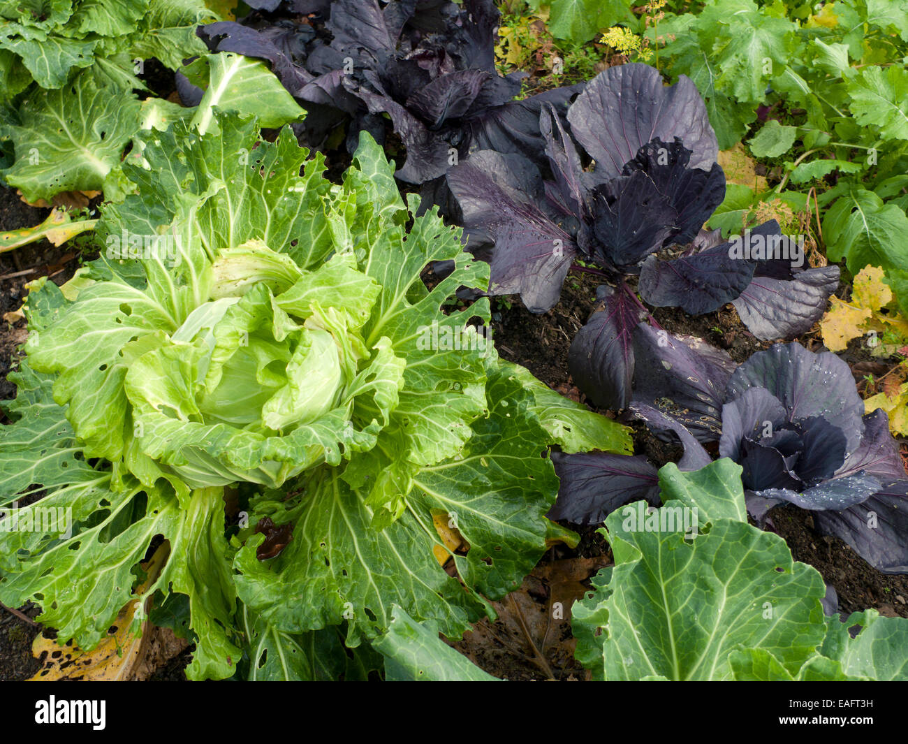West facing garden hi-res stock photography and images - Alamy