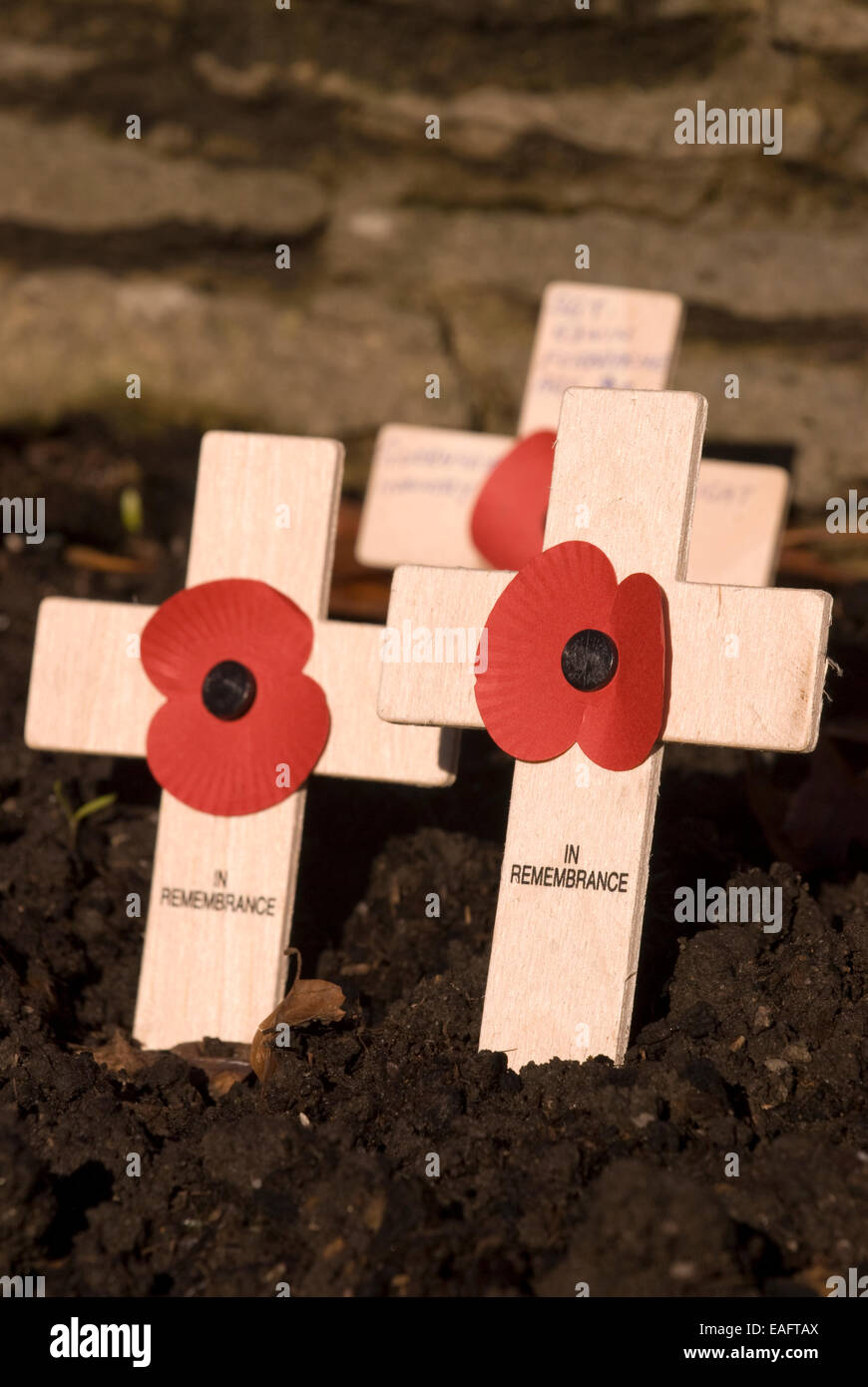 Poppy crosses planted on Remembrance Sunday at Haslemere War Memorial ...