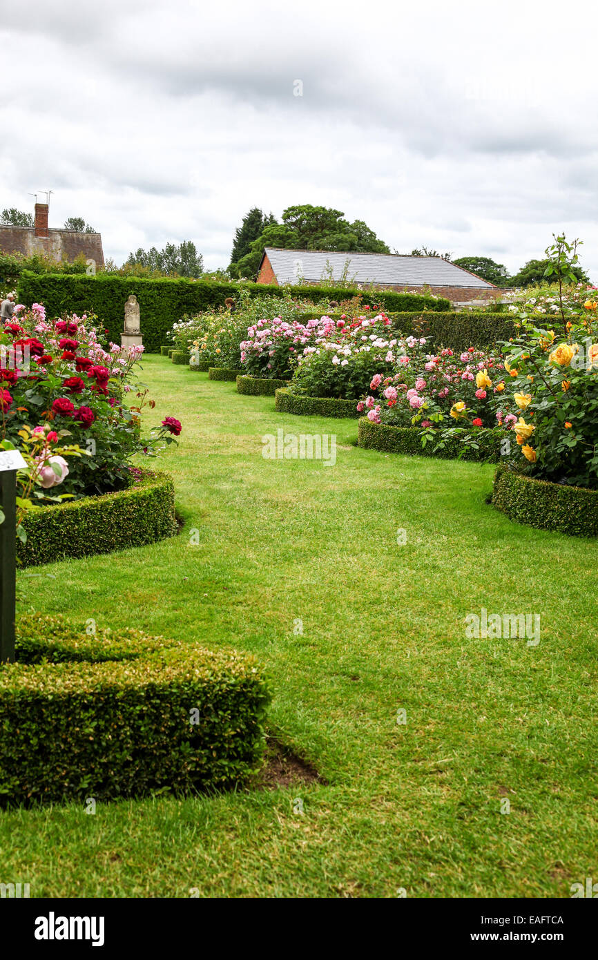 David Austin rose garden Albrighton Shropshire England UK Stock Photo ...