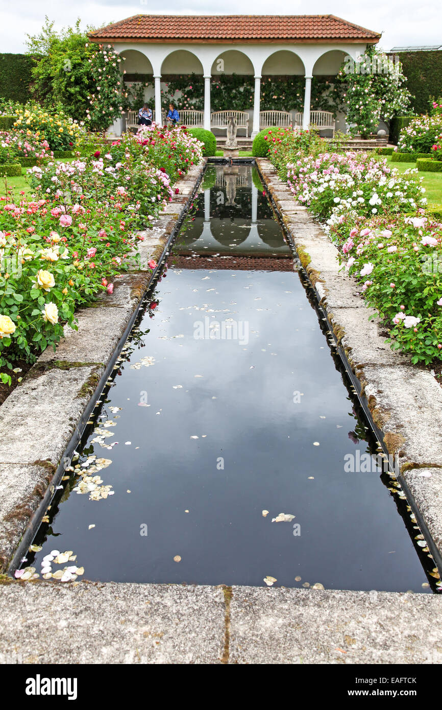 David Austin rose garden Albrighton Shropshire England UK Stock Photo ...