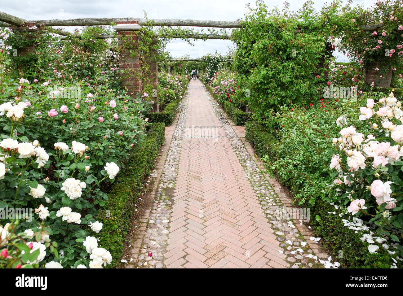 David Austin rose garden Albrighton Shropshire England UK Stock Photo ...