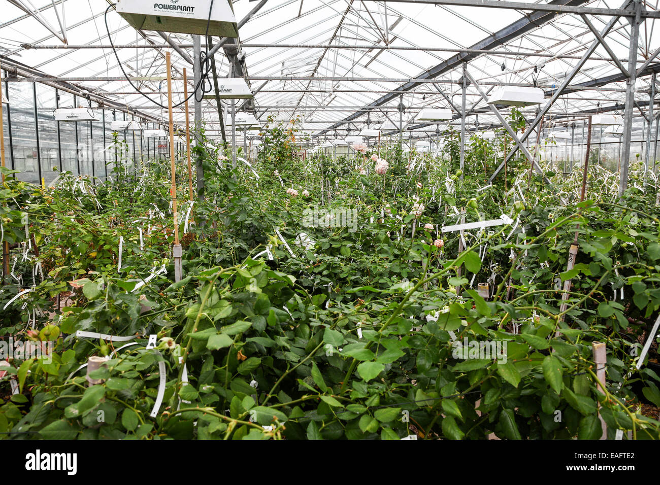 David Austin rose garden Albrighton Shropshire England UK Stock Photo ...