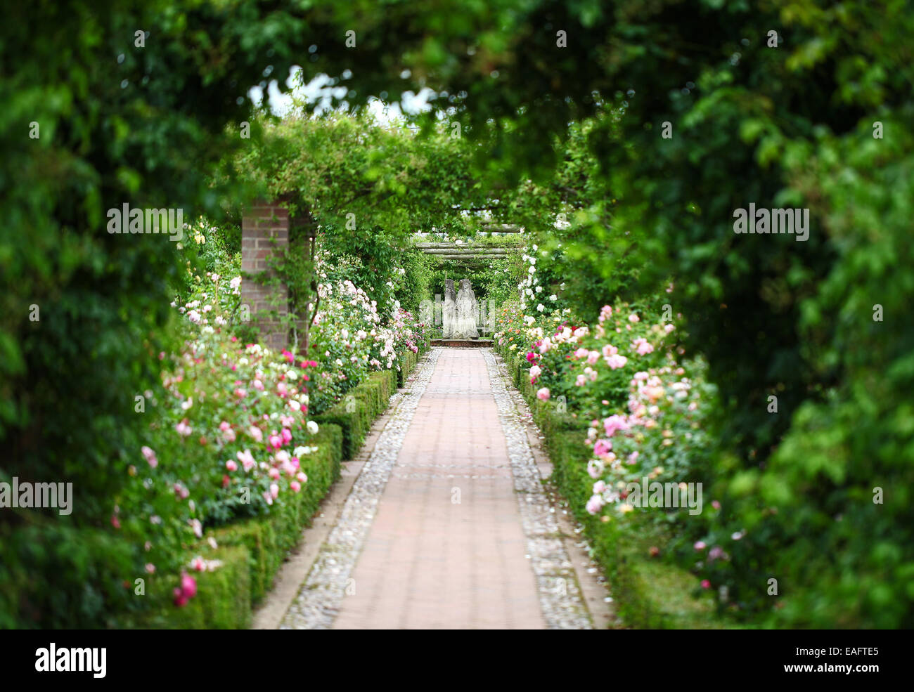 David austin rose garden hi-res stock photography and images - Alamy