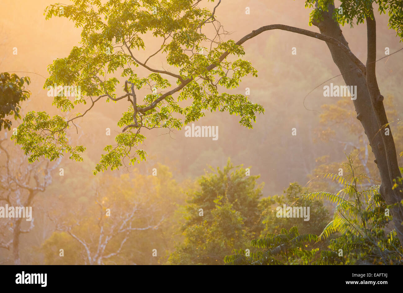 Warm sunlight on a tropical rainforest, Taman Negara, Malaysia Stock ...