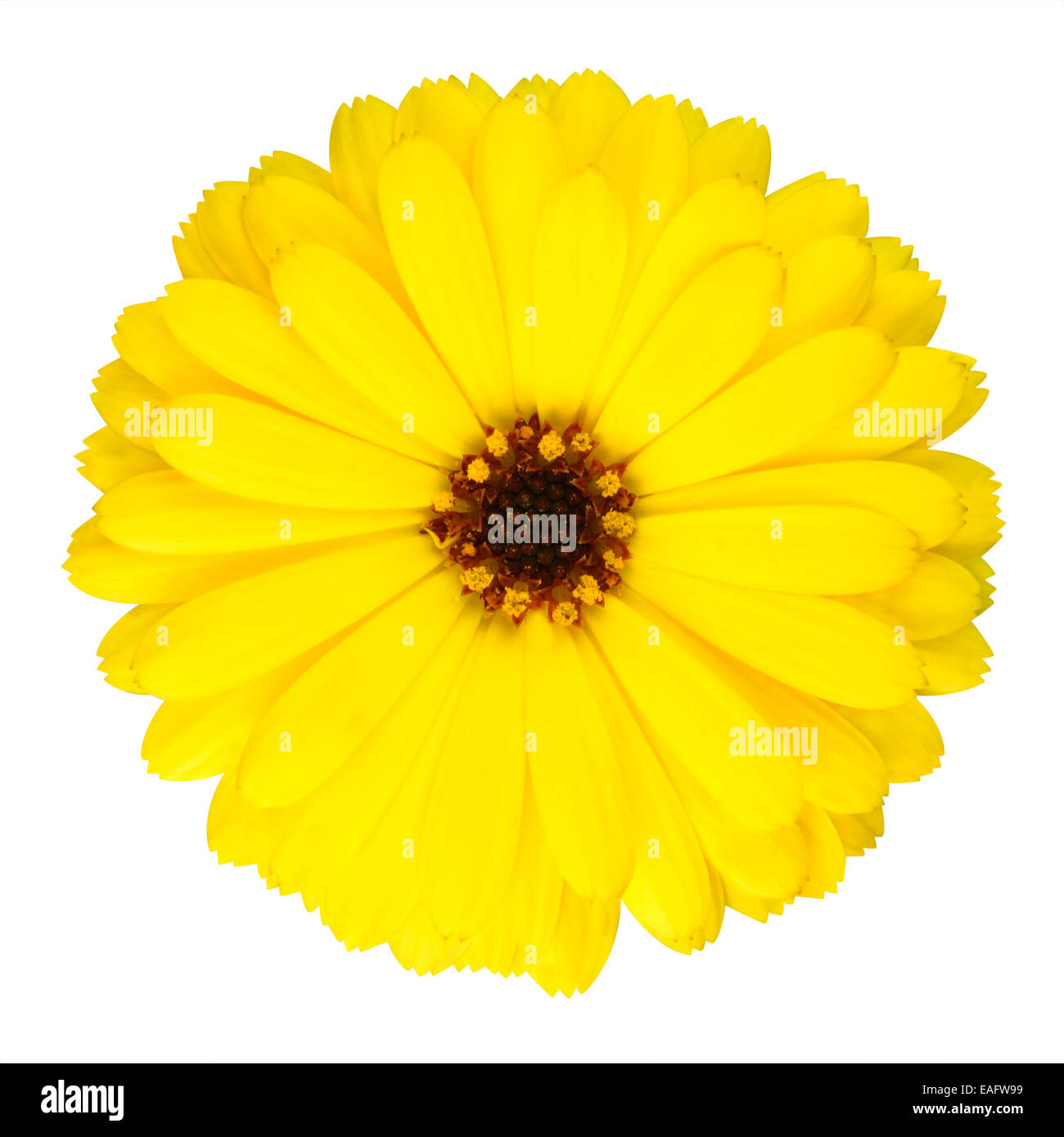 Blossoming Yellow Pot Marigold Flower - Beautiful Calendula officinalis ...