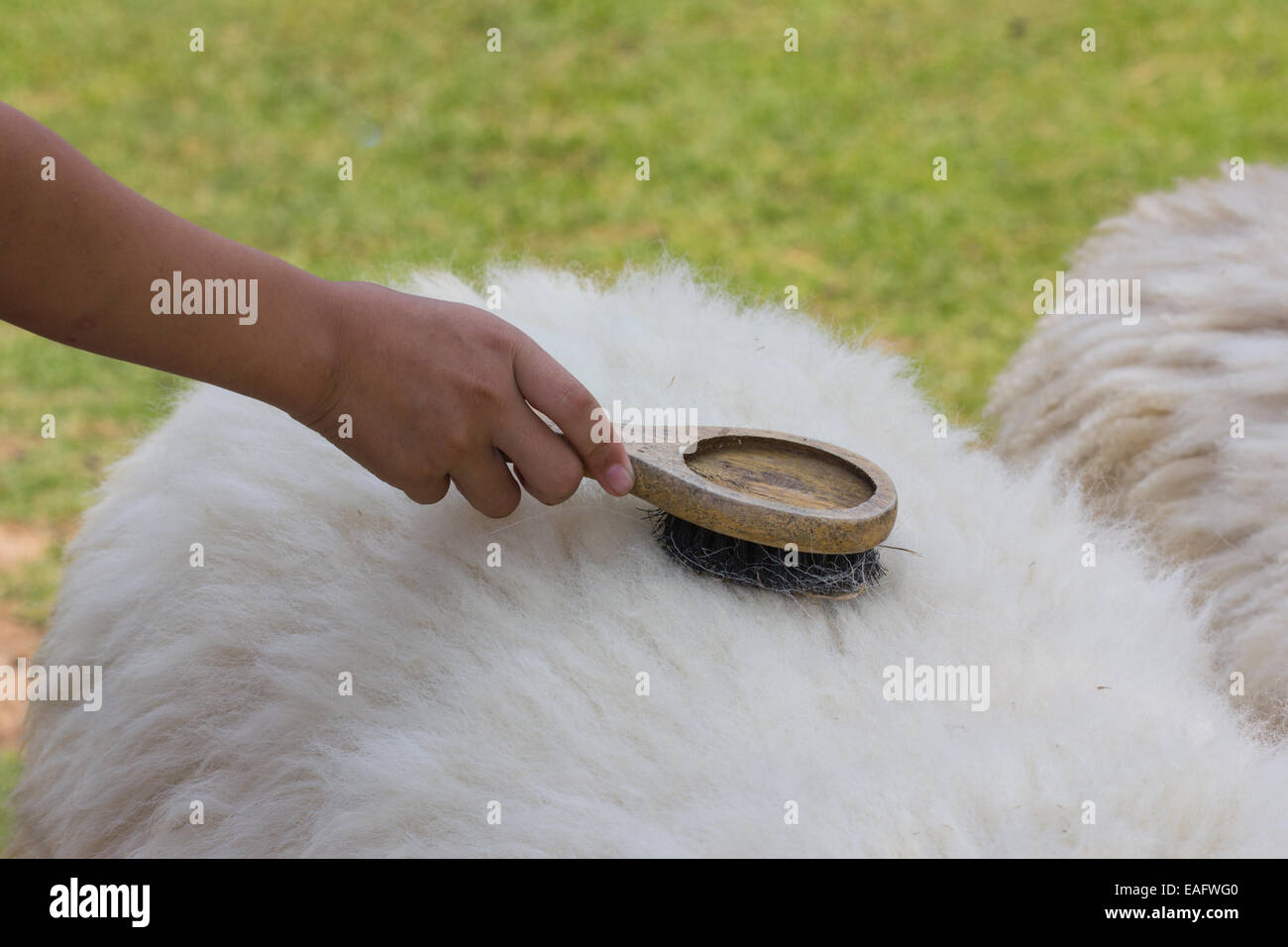 woman use comb brushing sheep wool in Thailand Stock Photo - Alamy