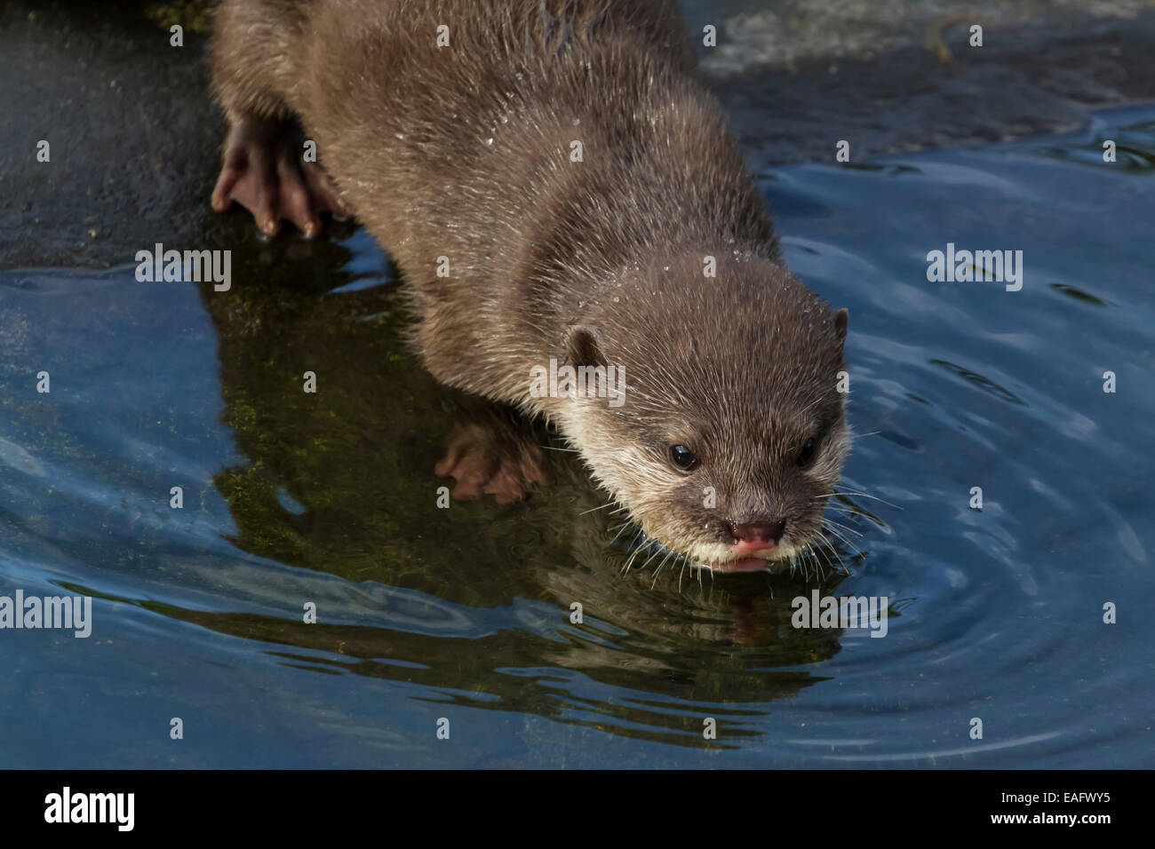 Asian short-clawed otter drinking and looking alert Stock Photo - Alamy