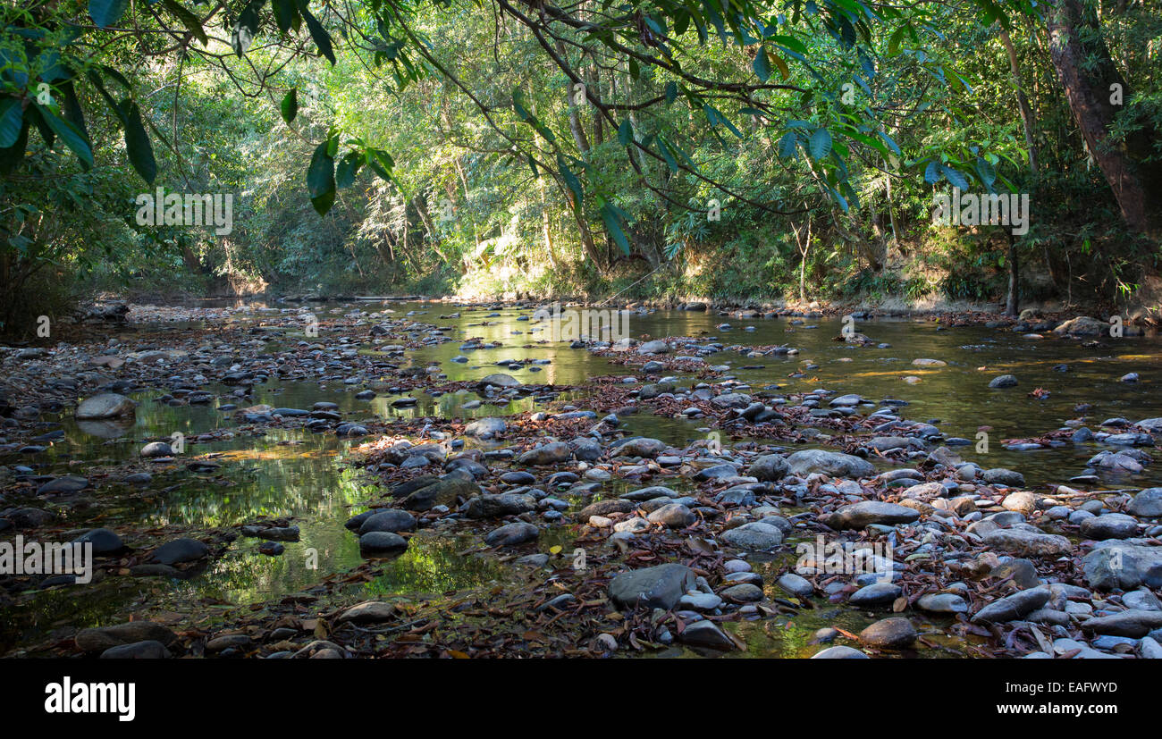 Freshwater stream and tropical rainforest in Taman Negara National Park ...