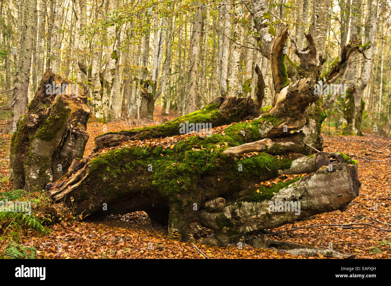 Autumn scene, log at forest opening with a lot of fallen leaves around ...
