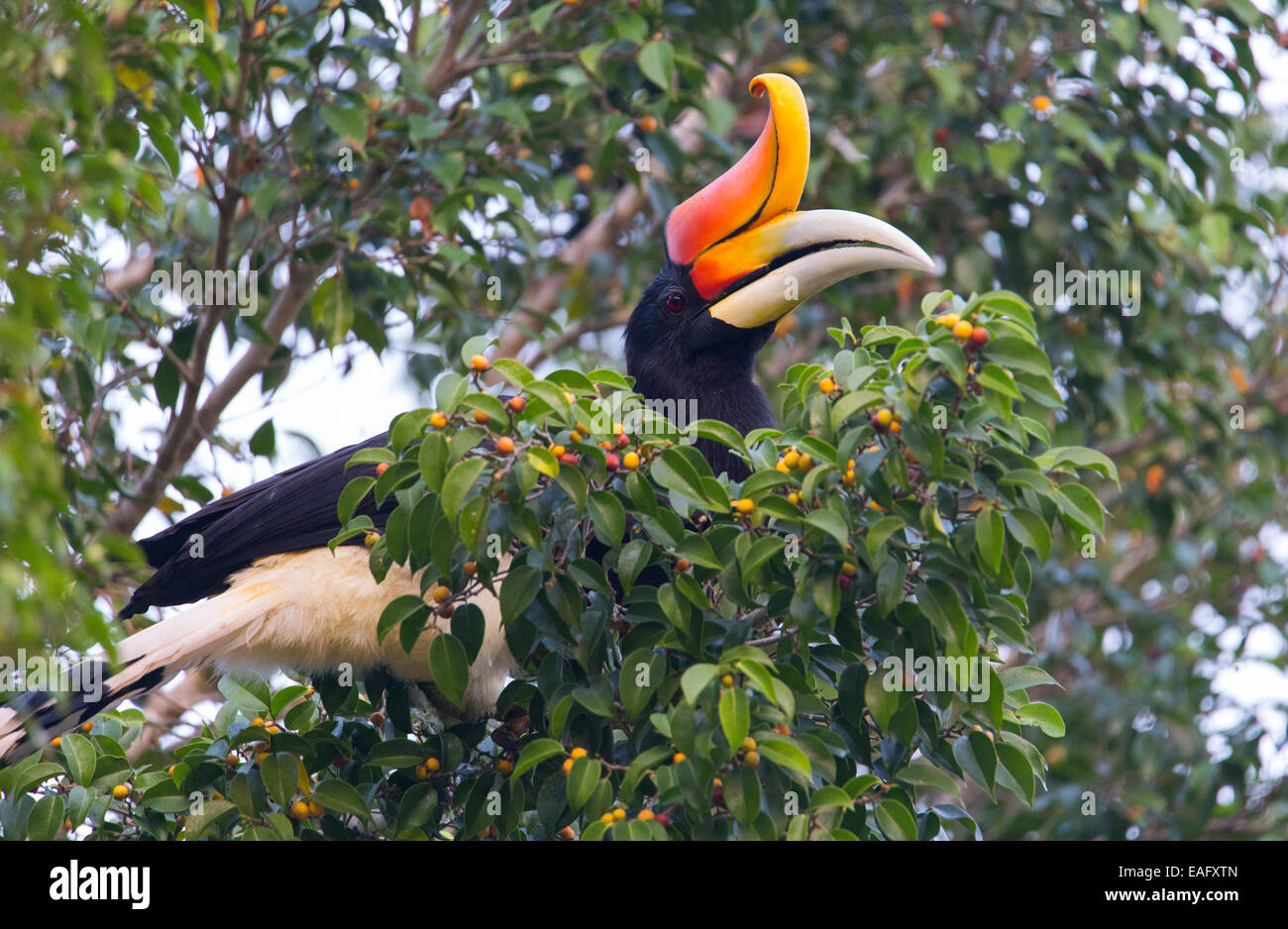 Rhinoceros Hornbill (Buceros rhinoceros) in a fruiting rainforest tree ...