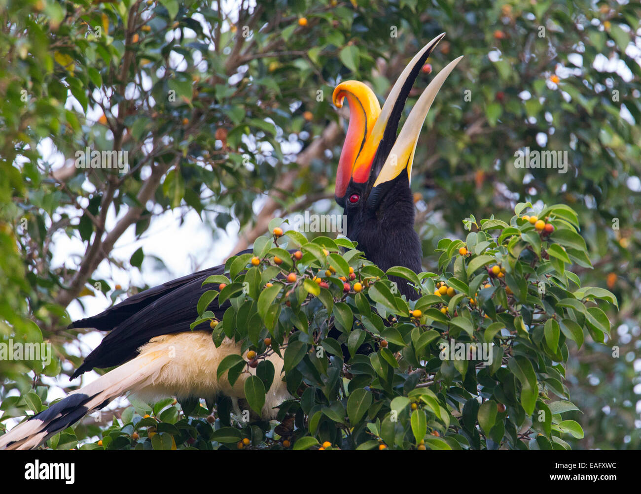 Rhinoceros Hornbill (Buceros rhinoceros) feeding on a fruiting ...